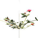 Chrysanthemum Flower - Official 7 Days to Die Wiki
