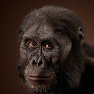 Australopithecus afarensis - Ancestors: The Humankind Odyssey Wiki