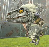 Chibi-Raptor - Official ARK: Survival Evolved Wiki
