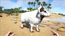Ovis - Official ARK: Survival Evolved Wiki
