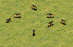 Attack dog (Red Alert 2) - Command & Conquer Wiki - covering Tiberium ...