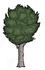 Tree/Birchnut - Don't Starve Wiki