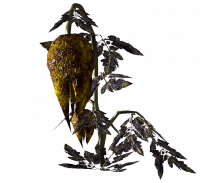 Punga fruit - The Vault Fallout Wiki - Everything you need to know ...