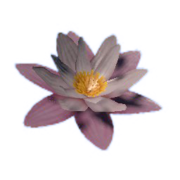 Water Lily - Official Green Hell Wiki