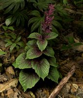 Flora - Official Green Hell Wiki