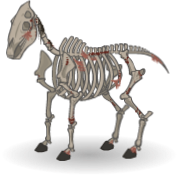 Skeletal Horse - Idle Champions of the Forgotten Realms Wiki