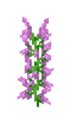 Azure Bluet Flower Meaning | Best Flower Site