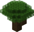 File:Dark Oak Tree.png – Official Minecraft Wiki