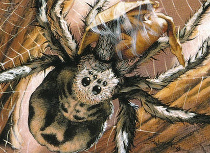 Spider - MTG Wiki