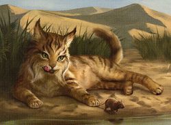 Cat - MTG Wiki