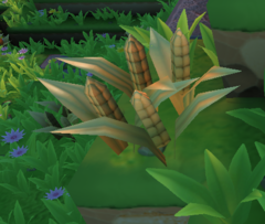 Wheat Field - Official Portal Knights Wiki