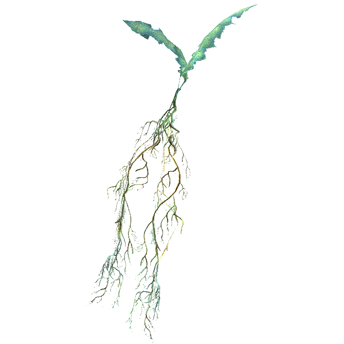 Nirnroot - Skyrim Wiki