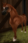 Arabian Thoroughbred - Star Stable Wiki