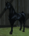 Arabian Thoroughbred - Star Stable Wiki