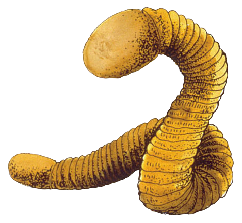 Moldorm - Zelda Wiki